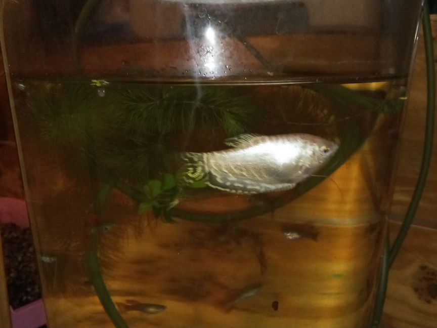 Аквариумные рыбки