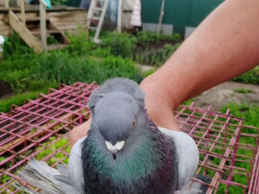 Продажа узбекских голубей