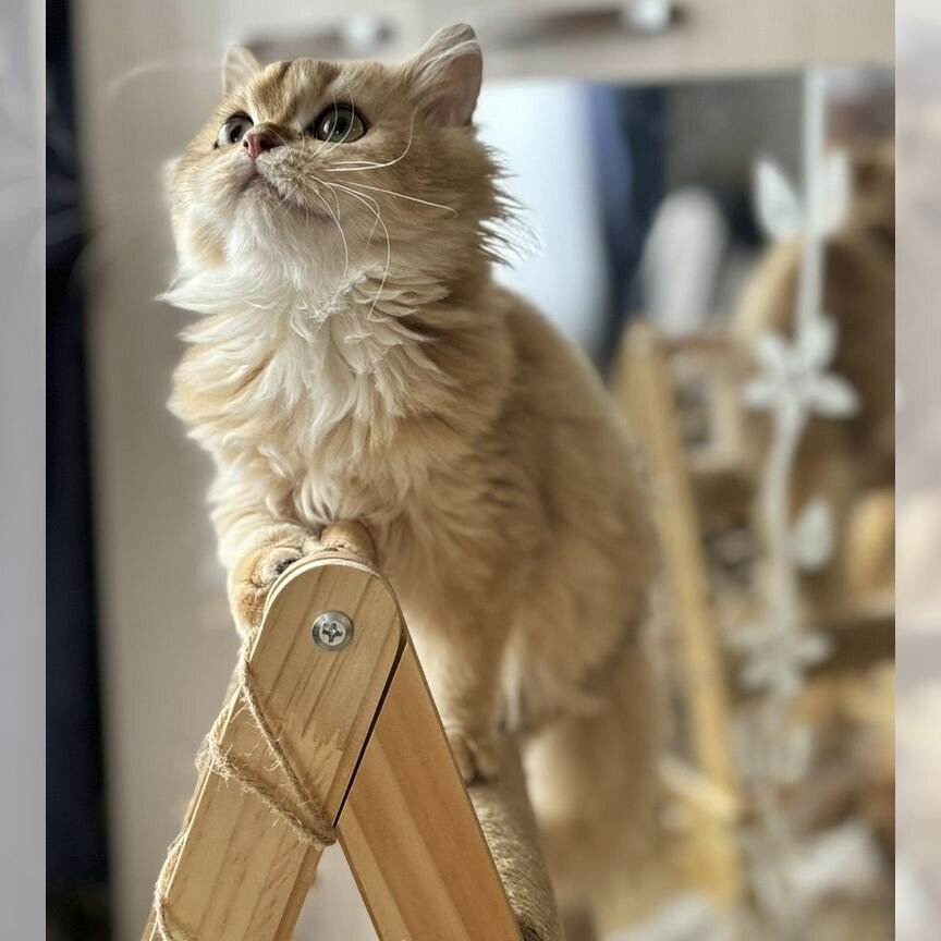 Британские котята, девочка