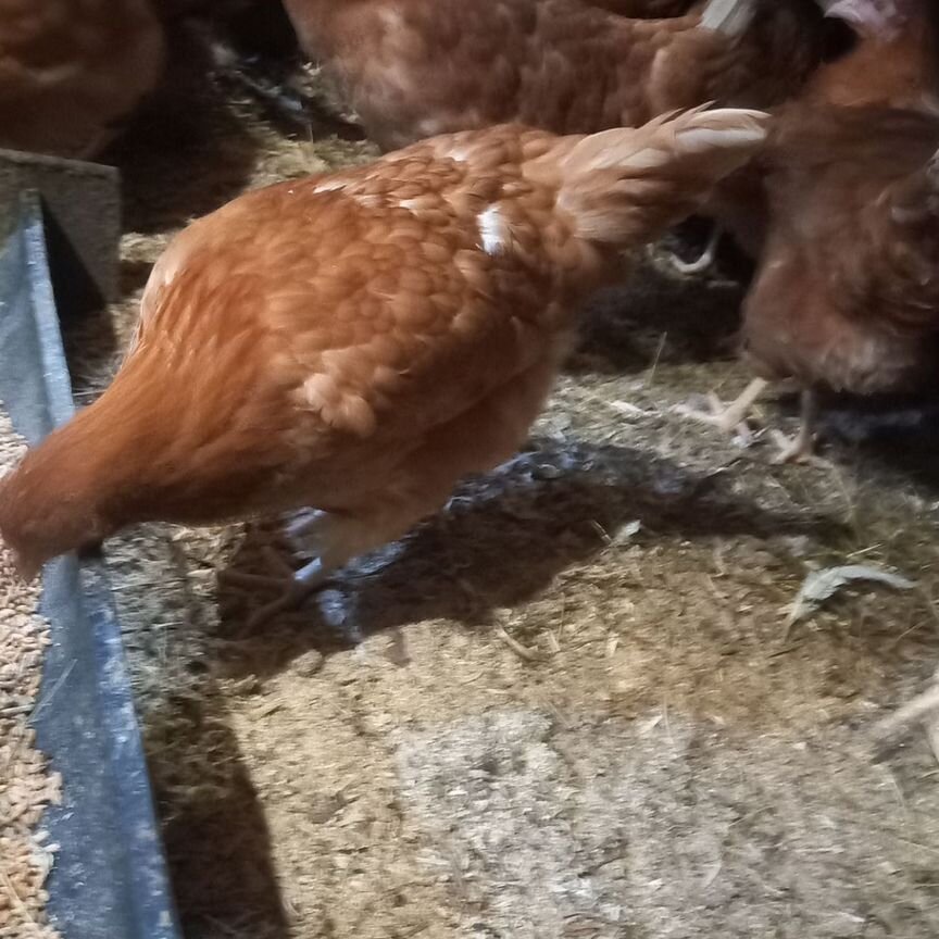 Несушки браун ник