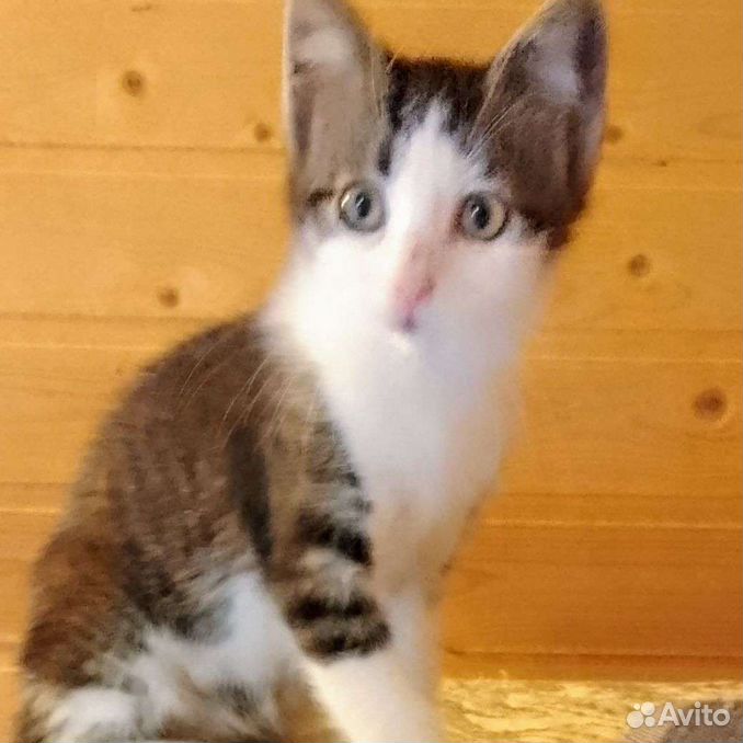 Котенок-девочка-неженка