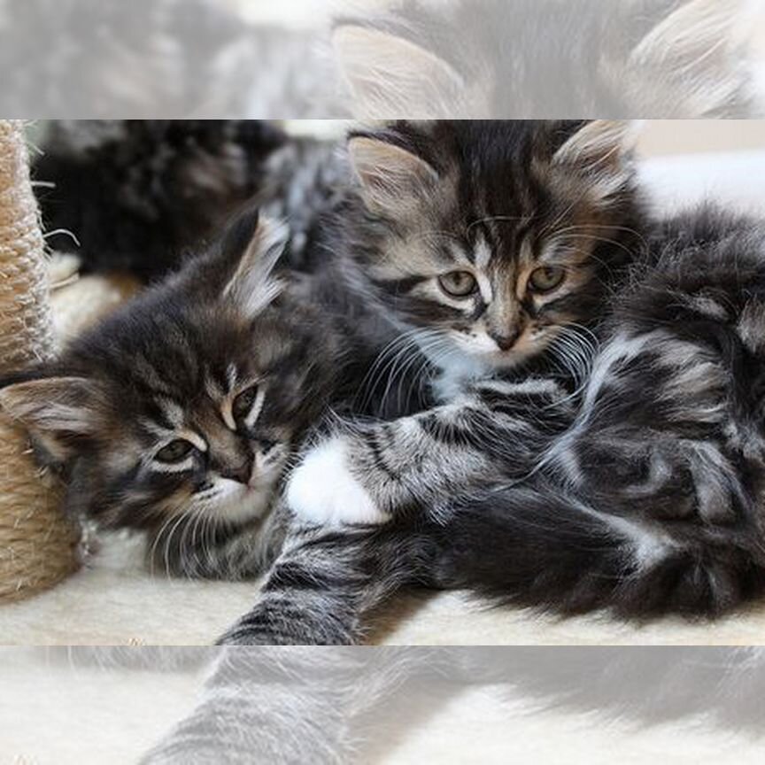 Сибирский котёнок