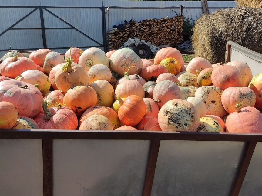 Тыква кормовая