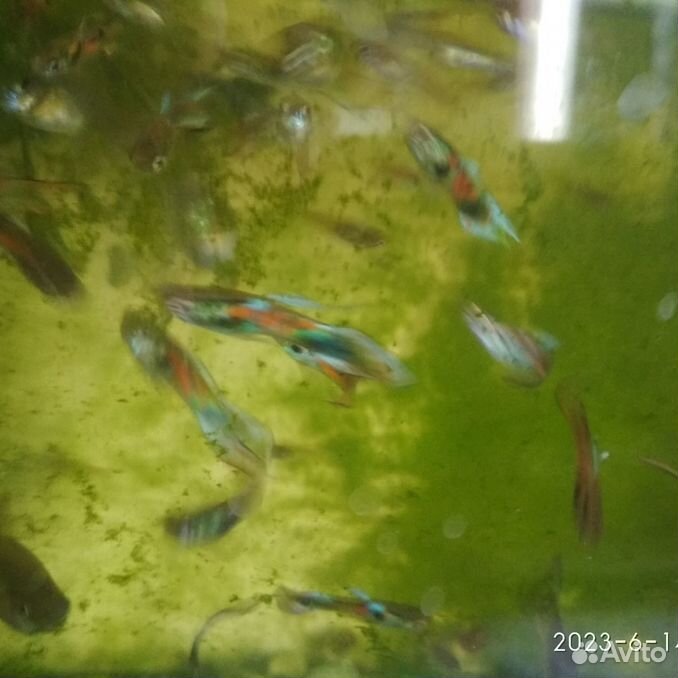 Очень красивые рыбки Гуппи