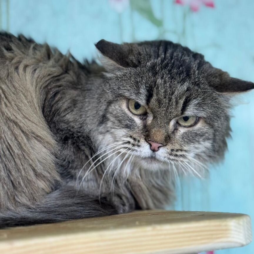 Нежная Дымка