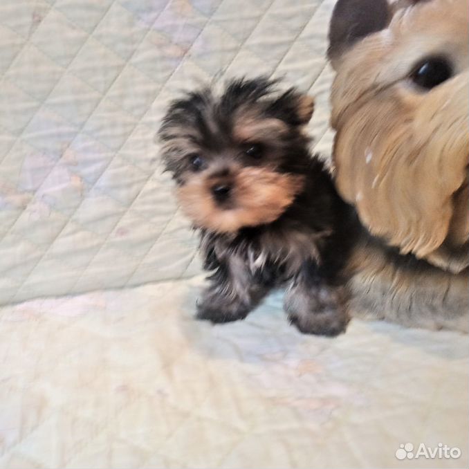 Щенки йорики