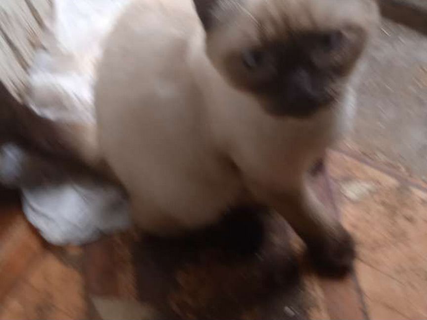 Котик сиамский 3 мес