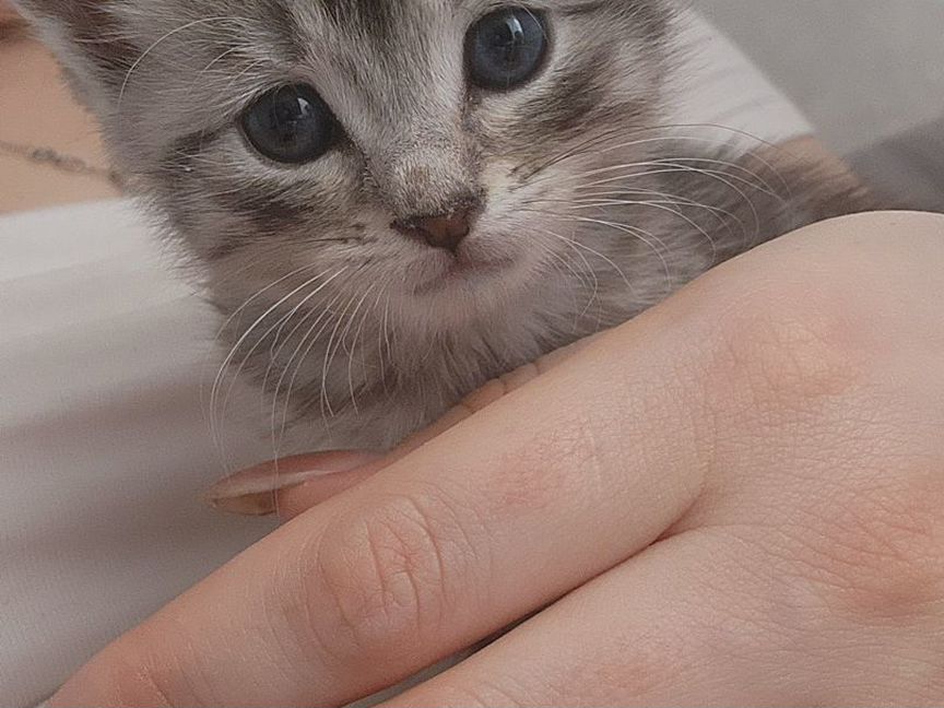 Продам котенка