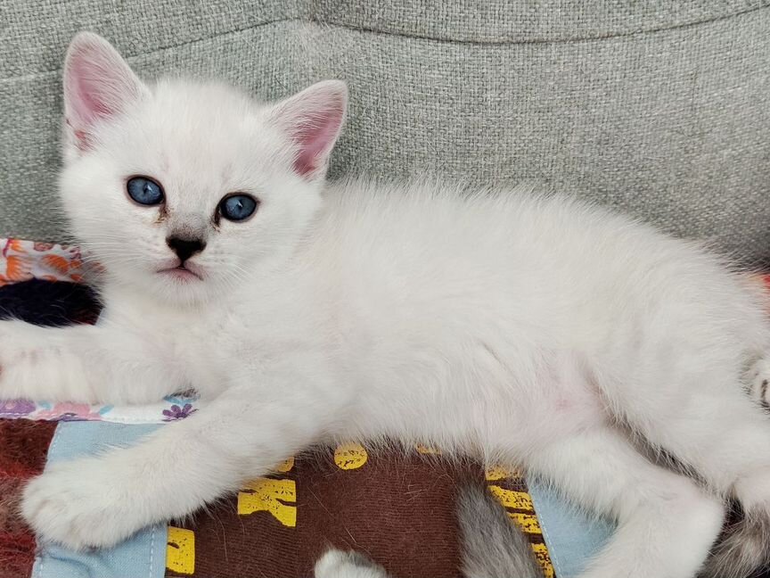 Шотландский прямоухий котенок колор пойнт