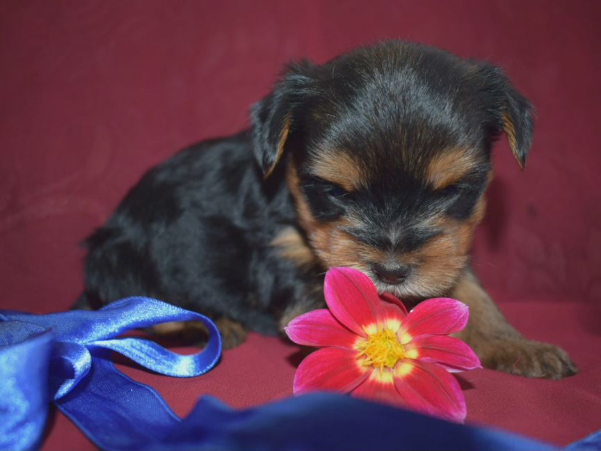 Йоркширский терьер щенки