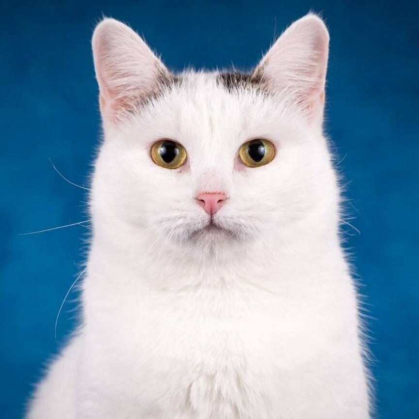 Самая милая кошка Мила