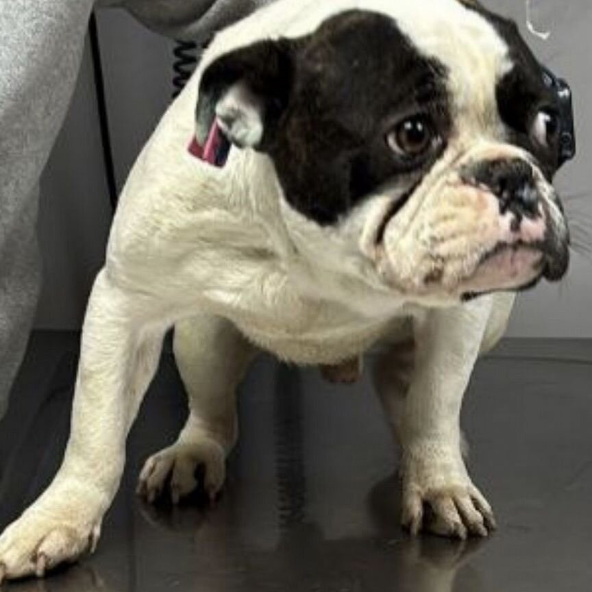 Французский бульдог, взрослый пёс