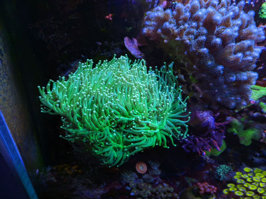 Морские кораллы