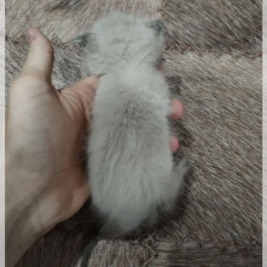 Котенок