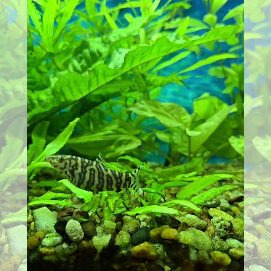 Боция мраморная