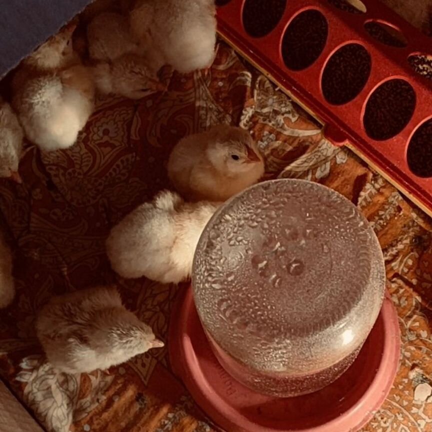 Цыплята бройлеры суточные