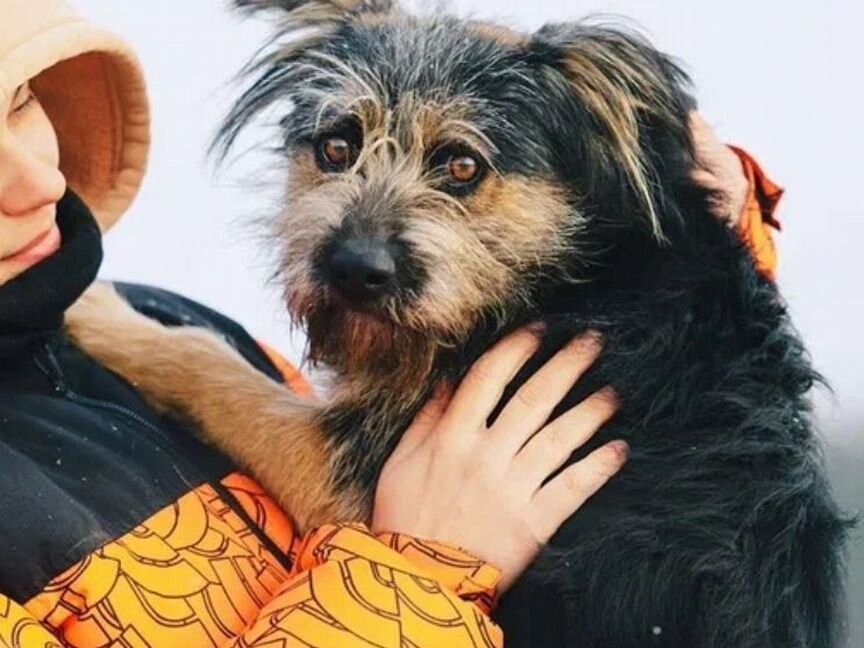 Собака из приюта
