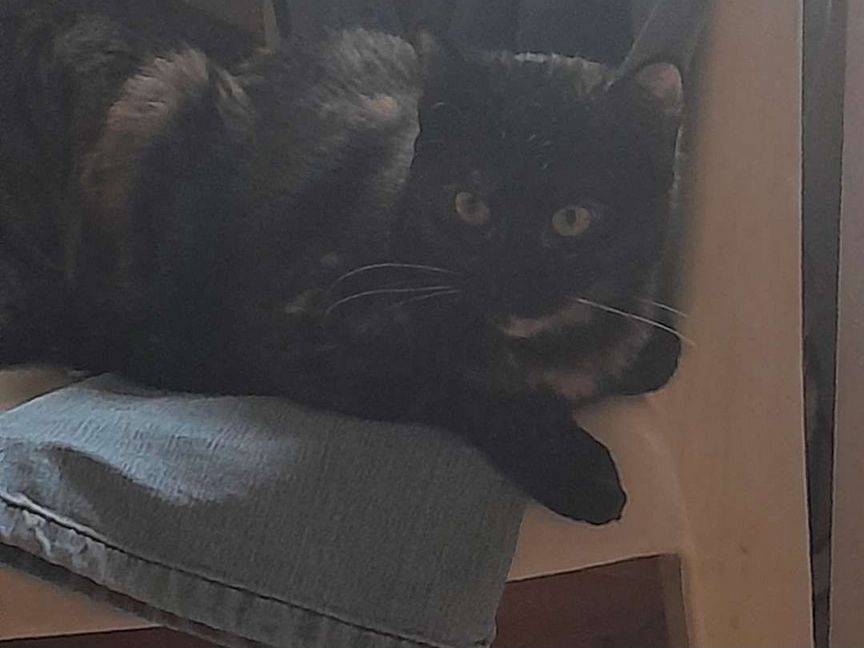 Кошка