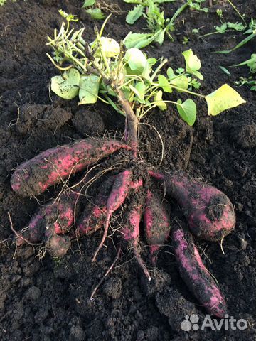 Батат, черенки для посадки купить в Новокузнецке | Товары для дома и ...