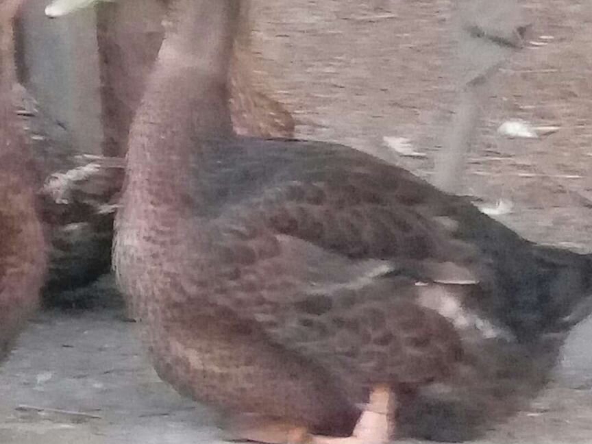 Руанская утка