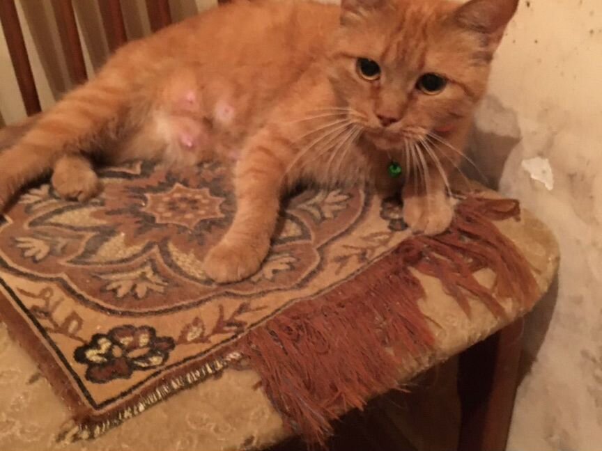 Кошка в семью