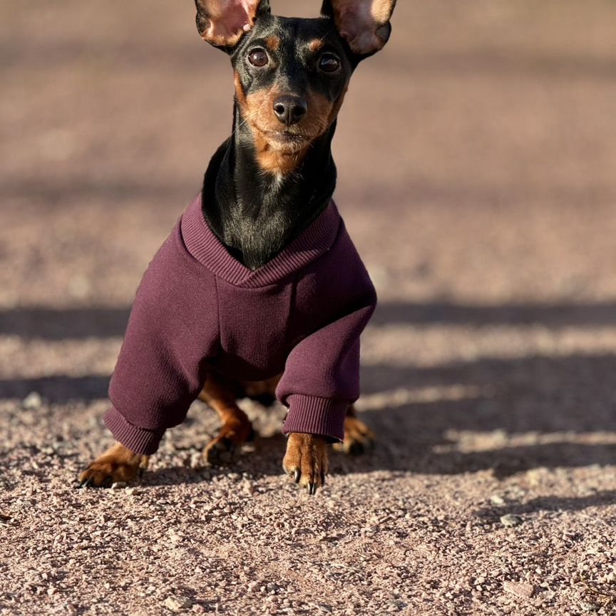 Свитшот для маленьких собак