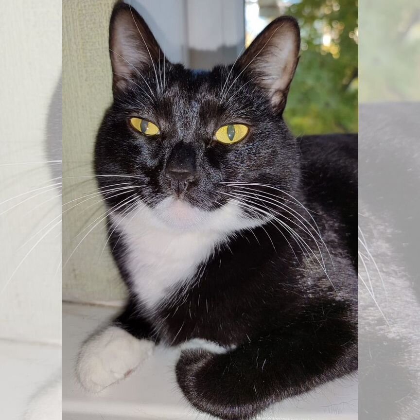 Кошка молодая бесплатно