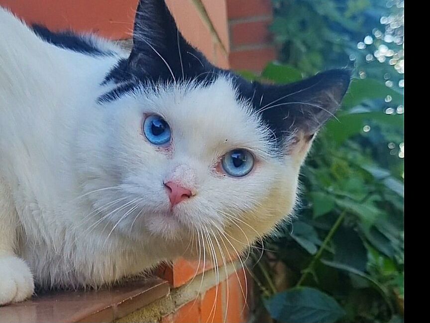 Лонг кот и кошка с дгг и дрг
