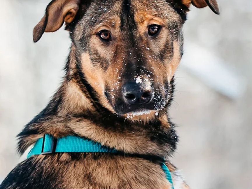 Собака в добрые руки