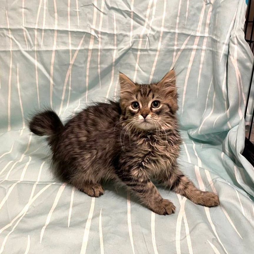 Котенок девочка ищет дом