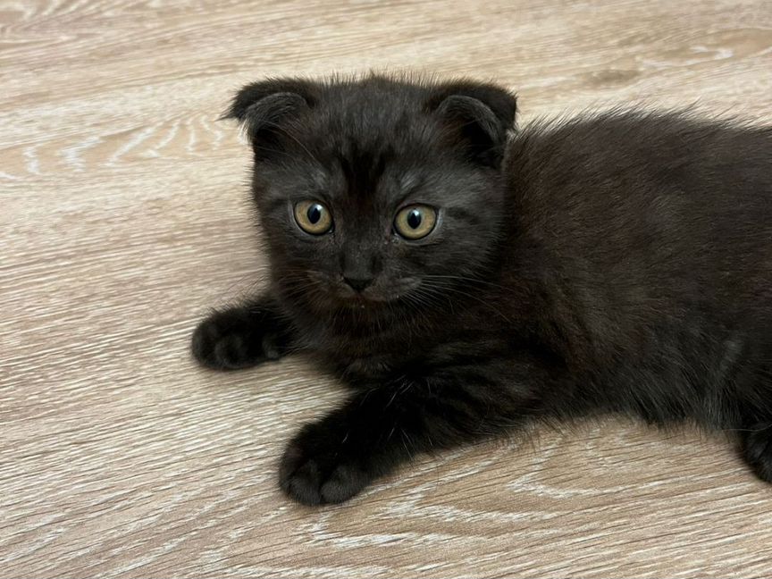 Чистокровная британка(девочка)