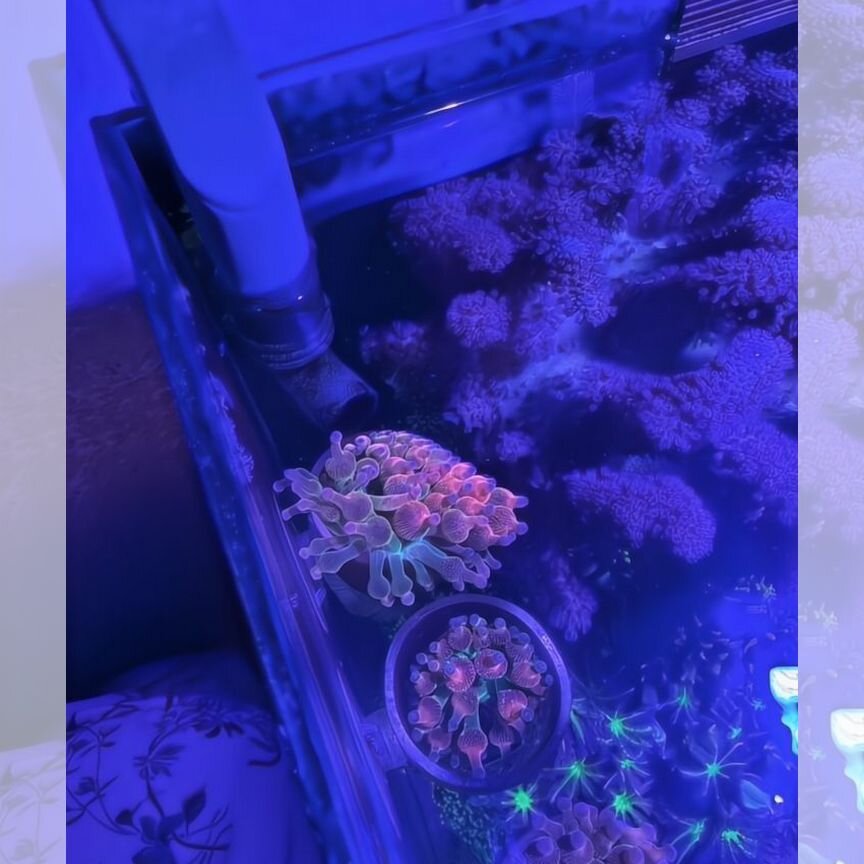 Морские кораллы