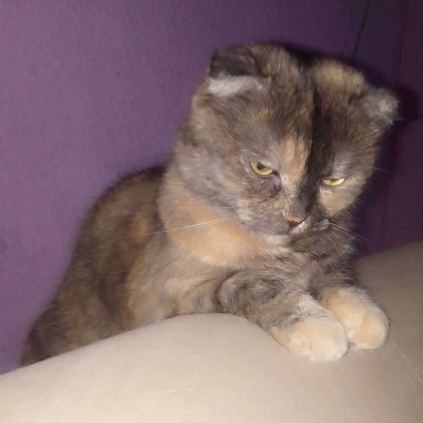 Кошечка на вязку (шотландская вислоухая)
