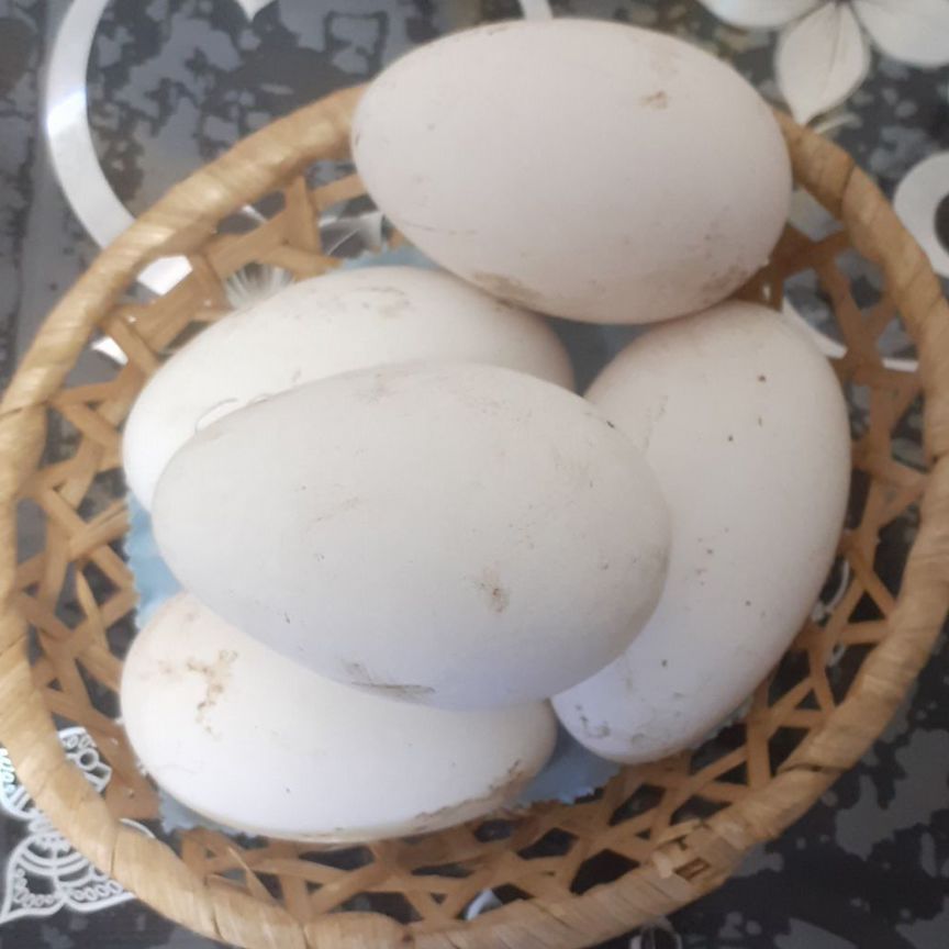 Яйца инкубационные гусиные