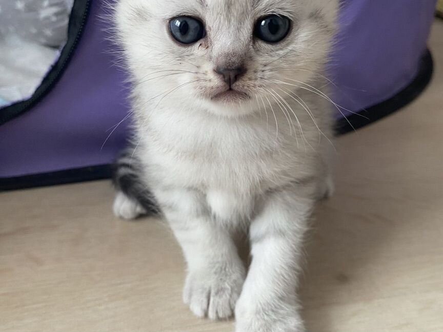 Шотландские мальчишки