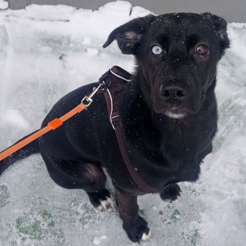 Лабрадор-ретривер, щенок