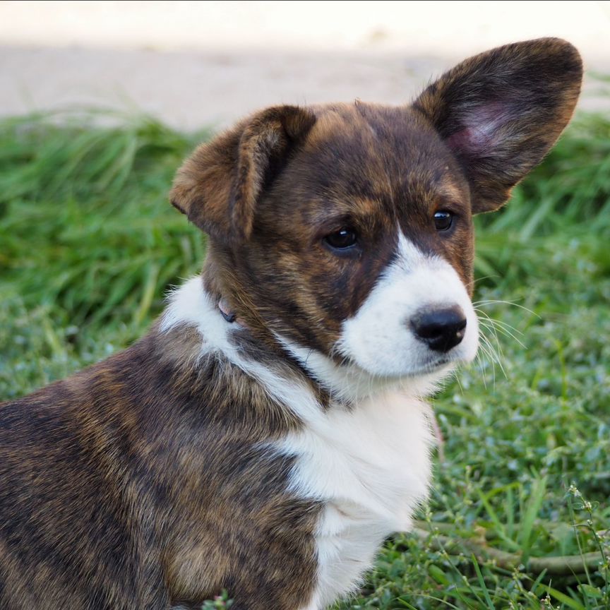 Вельш-корги кардиган