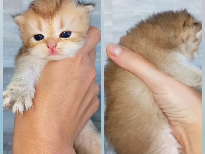 Шотландские котята