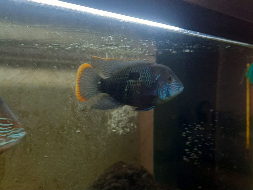 Продаю пару бирюзовых акар