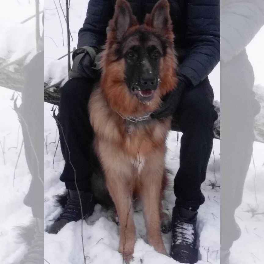 Немецкая овчарка, щенок