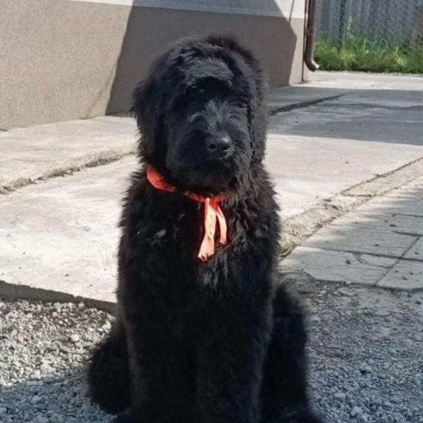 Продажа Русского черного терьера