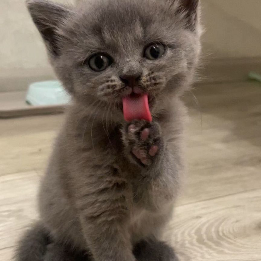 Котята шотладкие