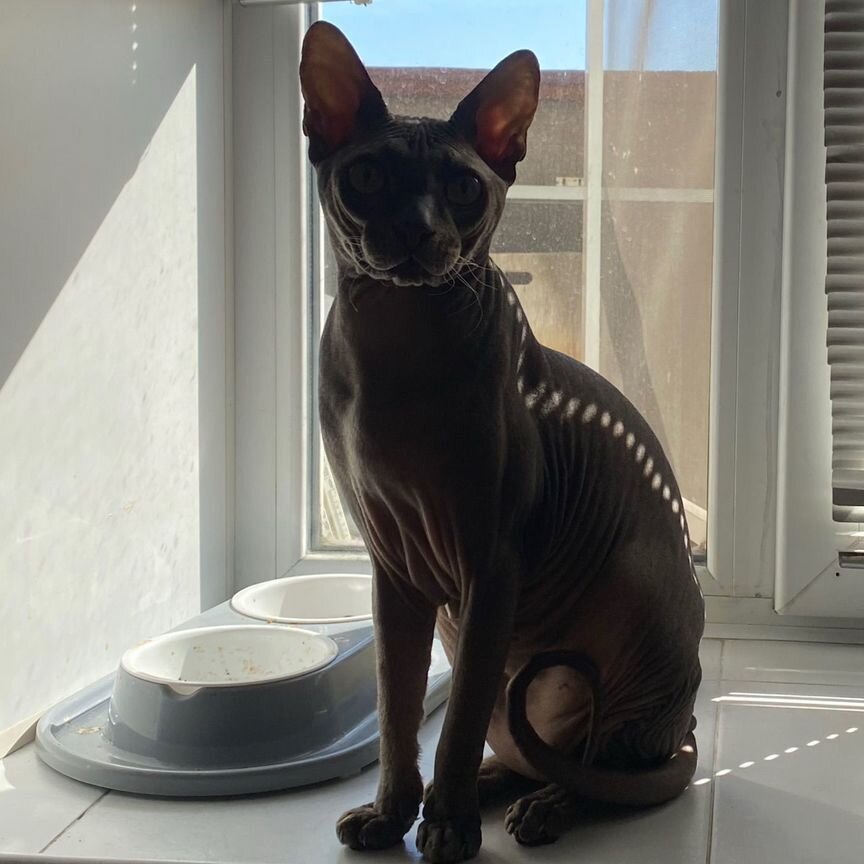 Сфинкс донской