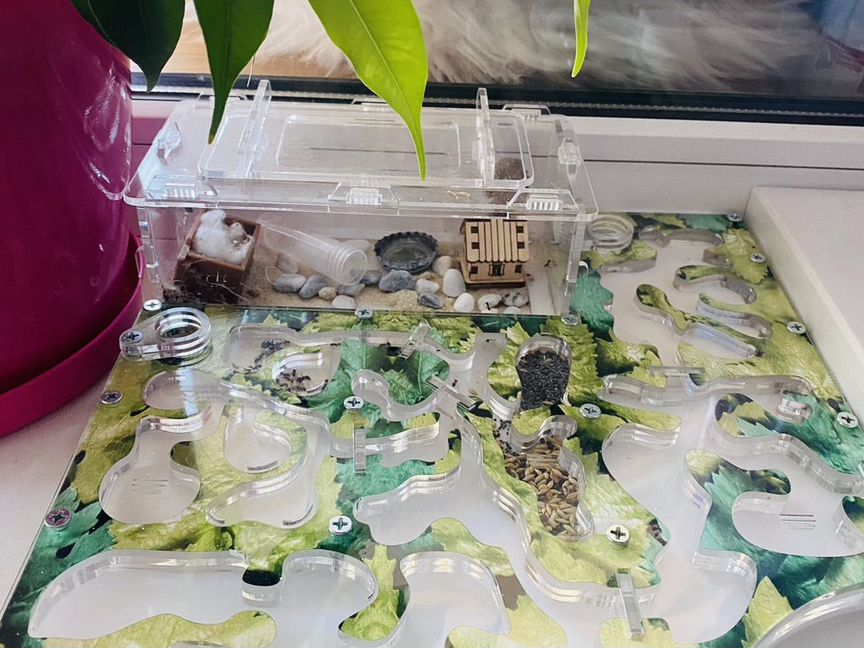 Муравьиная ферма с муравьями