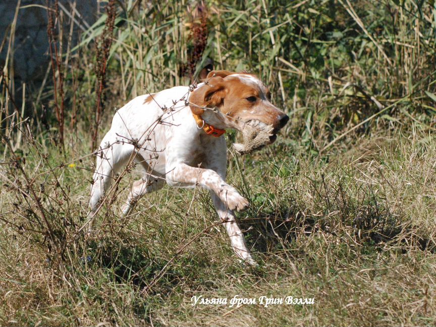 6 месячная сука эпаньоль бретона