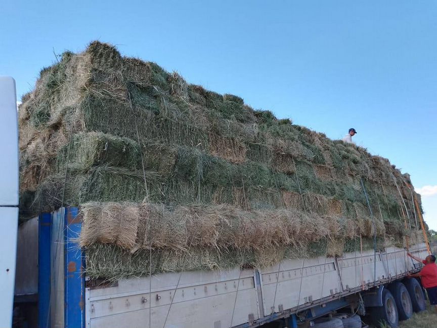 Сено в тюках 2024 оптом