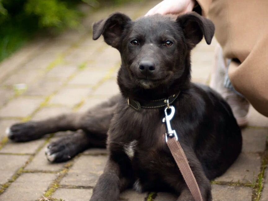 Щенок улыбака в дар