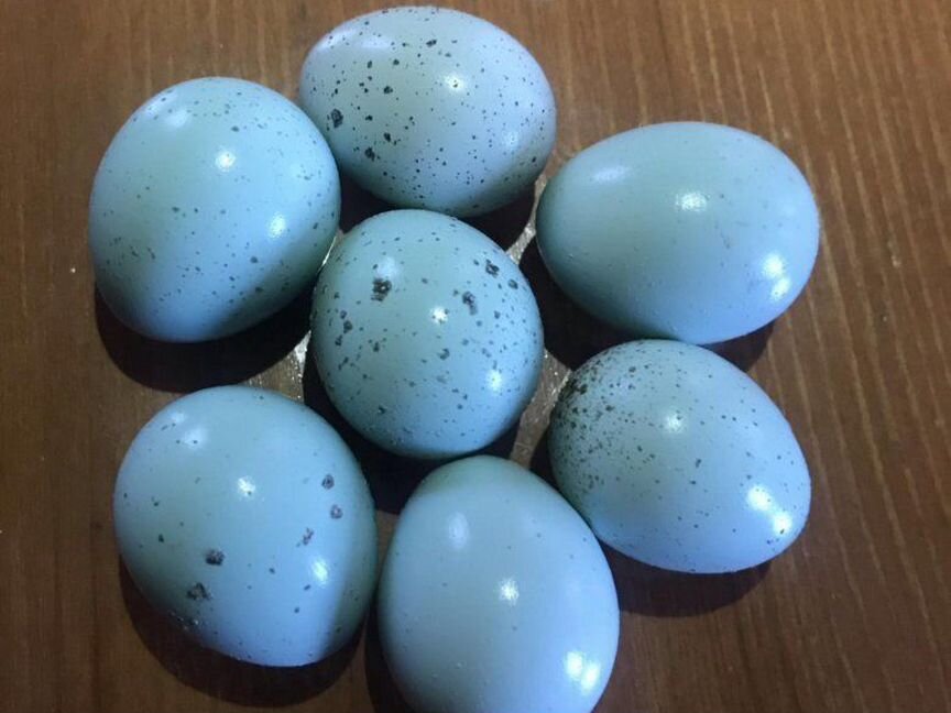 Яйца перепелиные домашние