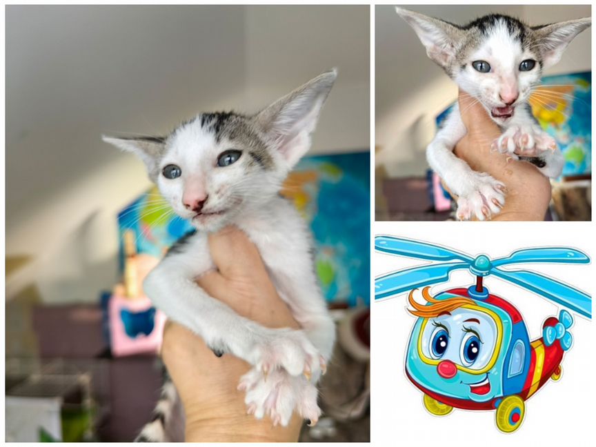 Ориенталы, чудо детки