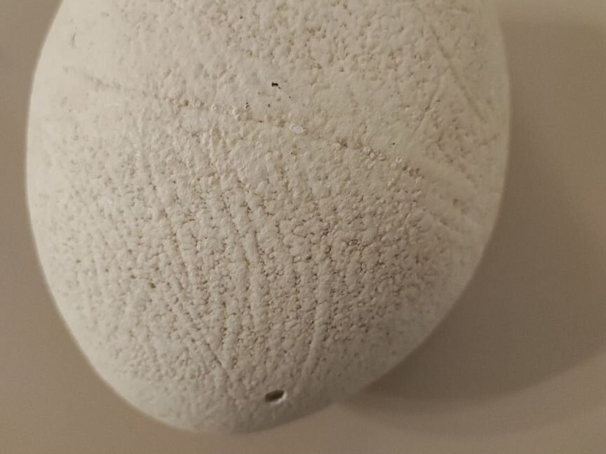 Скорлупа яйца страуса